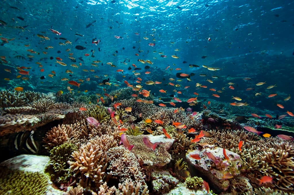 Les coraux sous pression - NEOCEAN