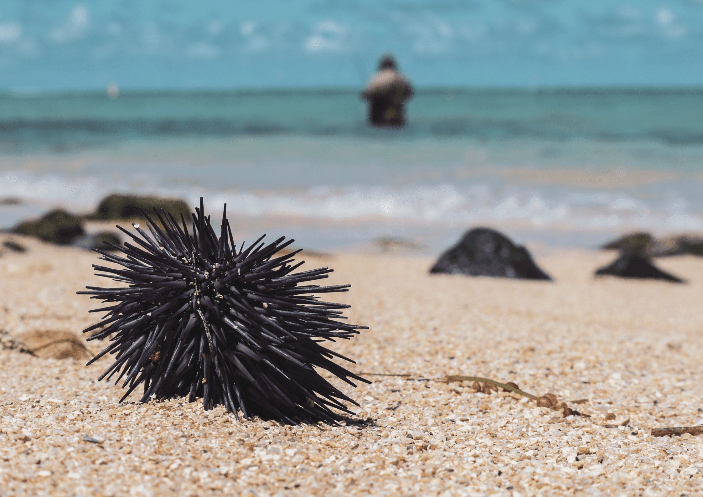 L'oursin, un animal qui ne manque pas de piquant - NeOcean