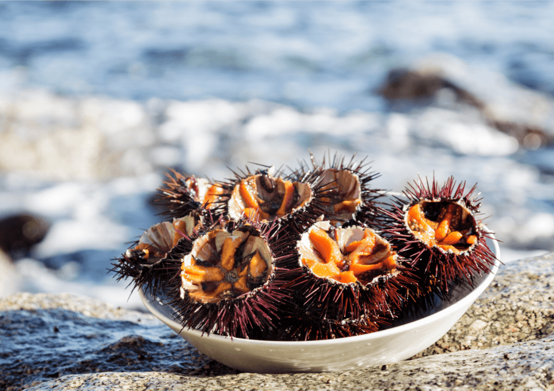 L'oursin, un animal qui ne manque pas de piquant - NeOcean