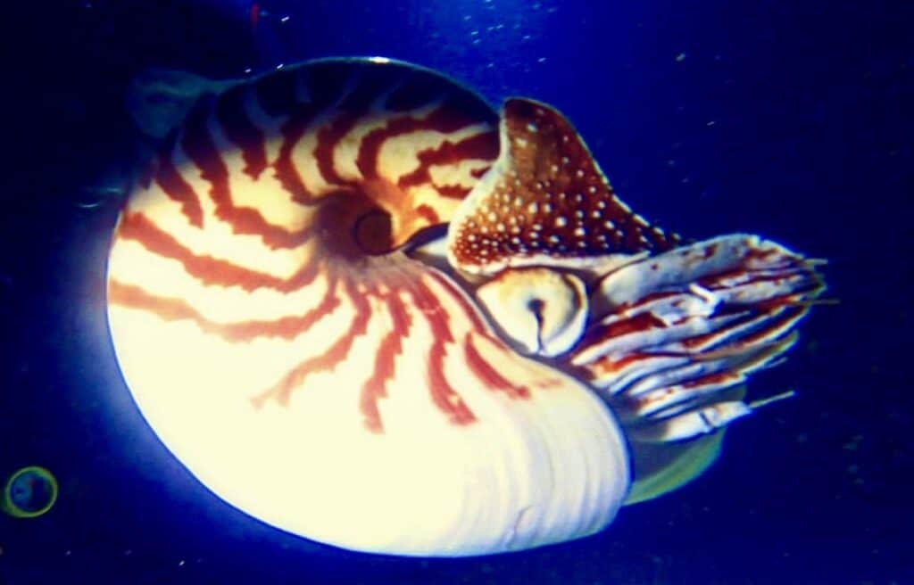 La ligue des animaux marins extraordinaires : le nautile - NeOcean