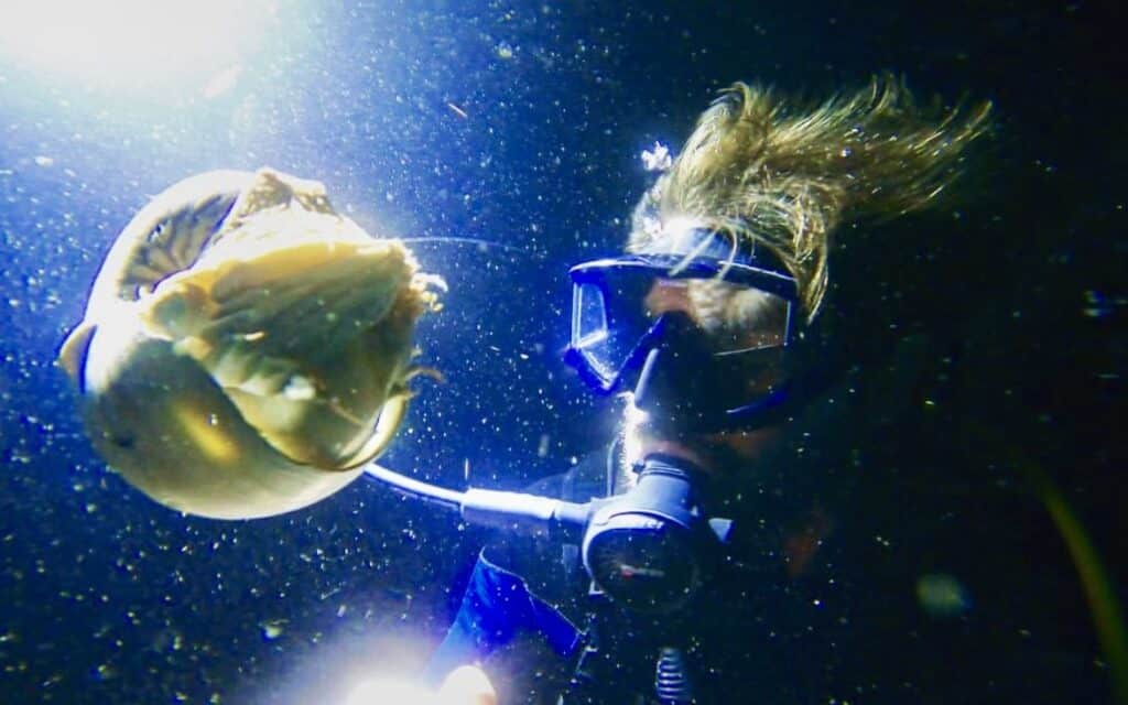 La ligue des animaux marins extraordinaires : le nautile - NeOcean