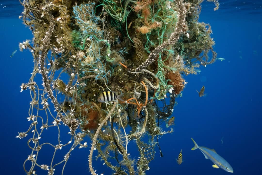 Le microplastique au menu des poissons du Pacifique - NeOcean